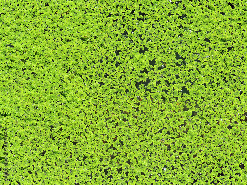 Azolla caroliniana, mosquito fern, texture of duckweed. Natural green ...