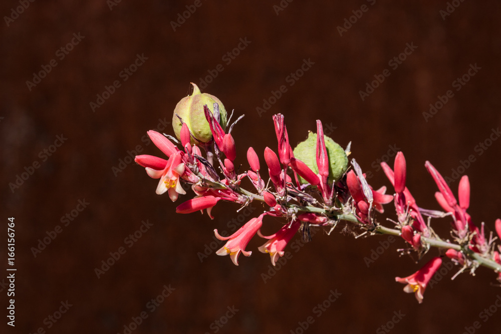 Closeup of red yucca flowers aka false yucca or hummingbird yucca w ...