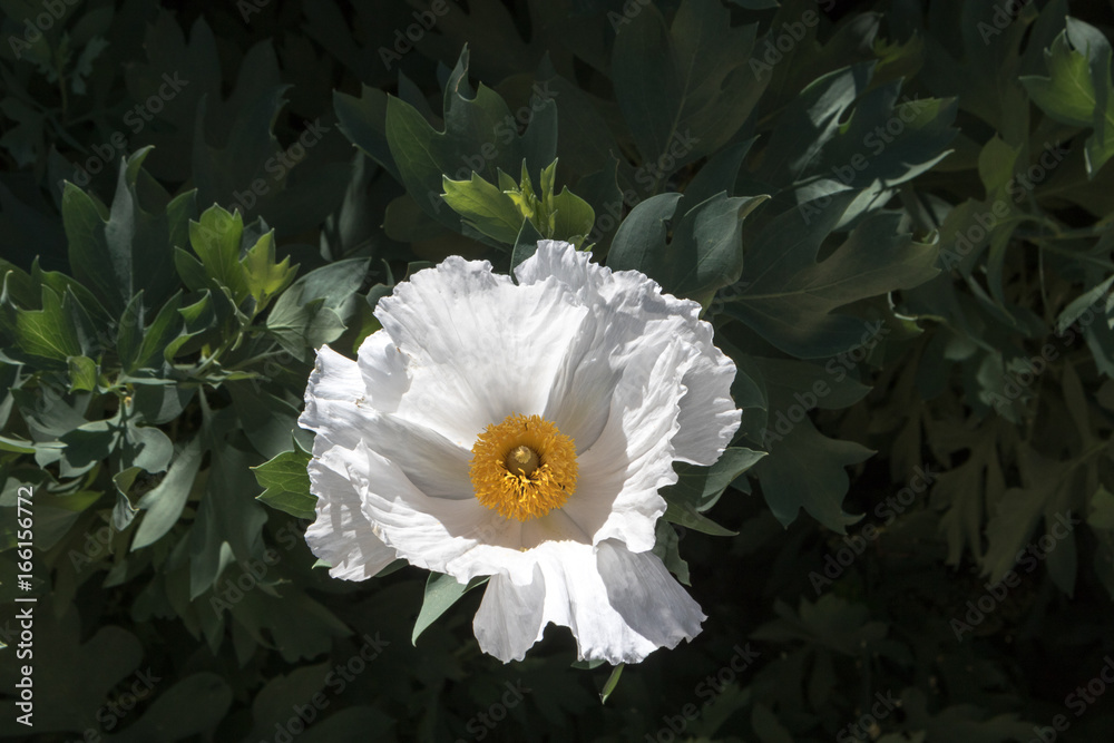 White Matilija poppy flower, a drought tolerant native plant, an ...