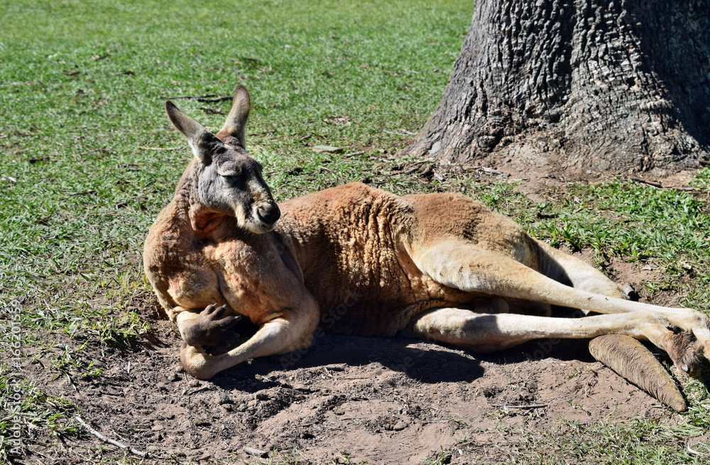 Red Kangaroo Muscles