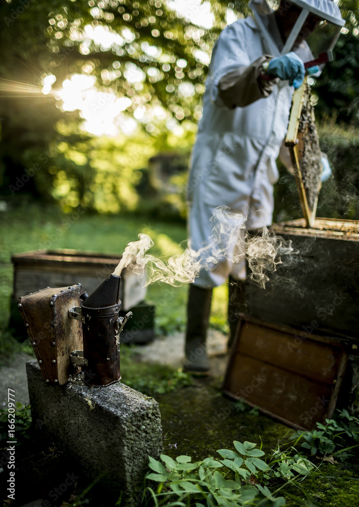 Beekeeper wearing veil lifting tray covered in honeybees out of beehive ...