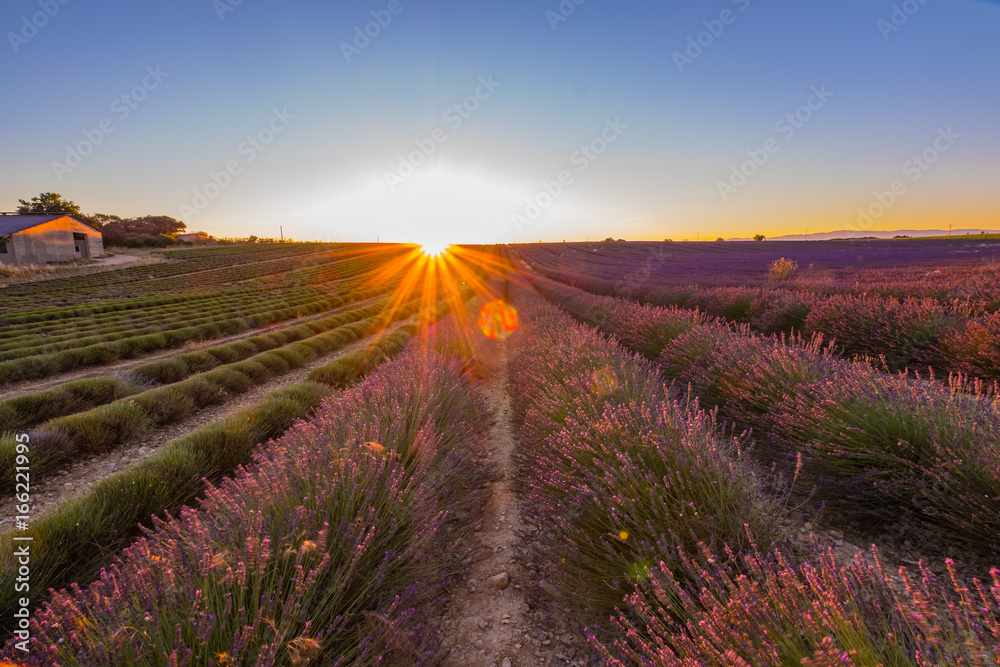 Paysage de Provence en été. Champ de lavande, une partie coupée ...