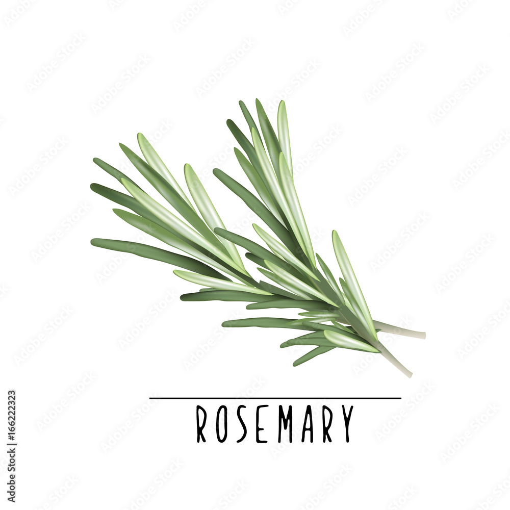 Rosemary vector illustration. Herbs and spices rosemary Stock Vector ...