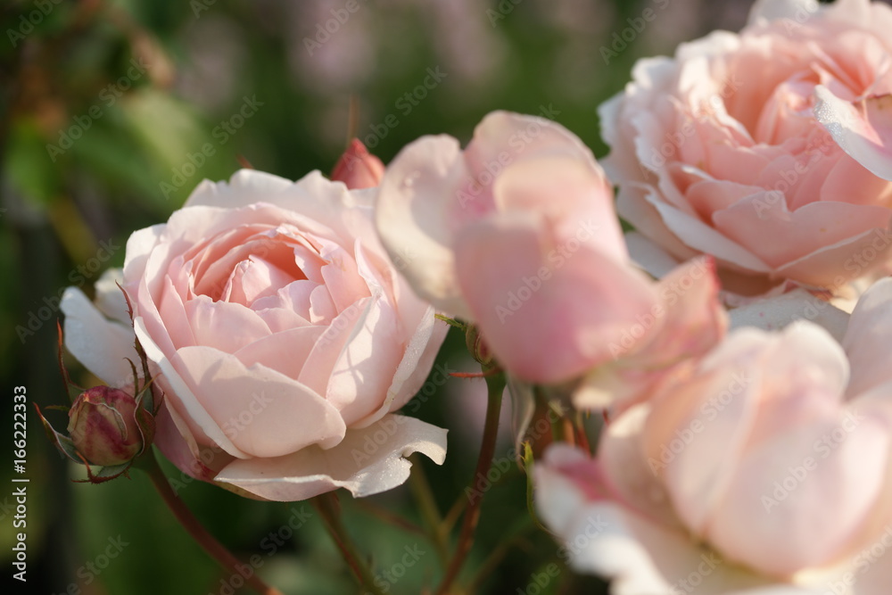 Beautiful garden rose in the garden Stock Photo | Adobe Stock