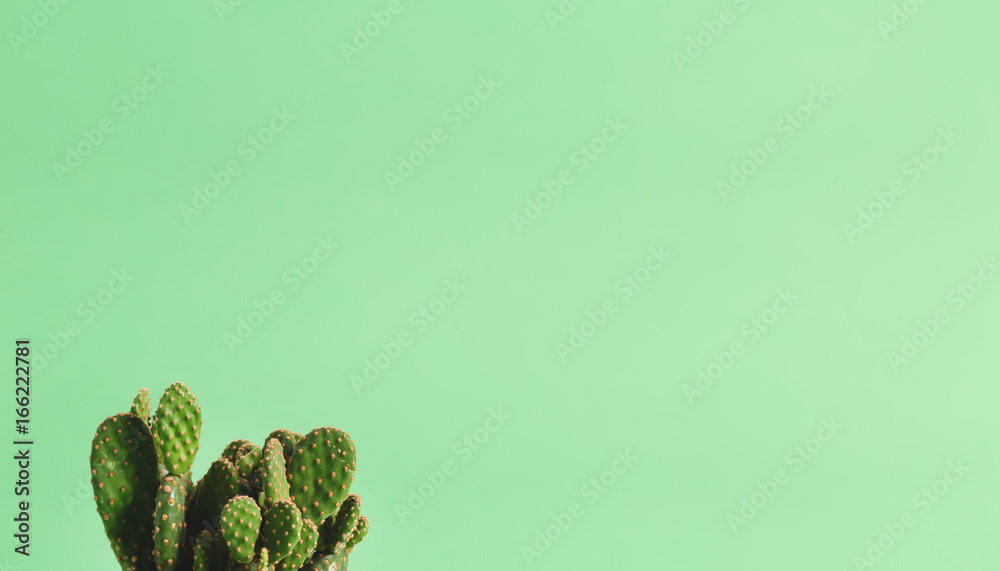 Cactus plant on a pastel green background Stock Photo | Adobe Stock