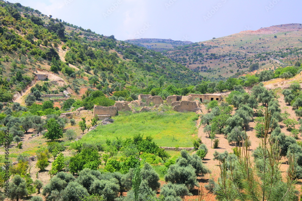 The Ajlun mountains are famous for their lush vegetation and thick green forests and a good ...