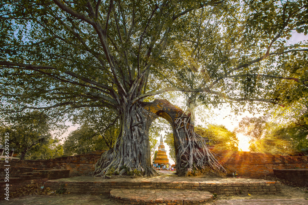 Old tree grows on ruined wall and portico of a deserted temple located ...