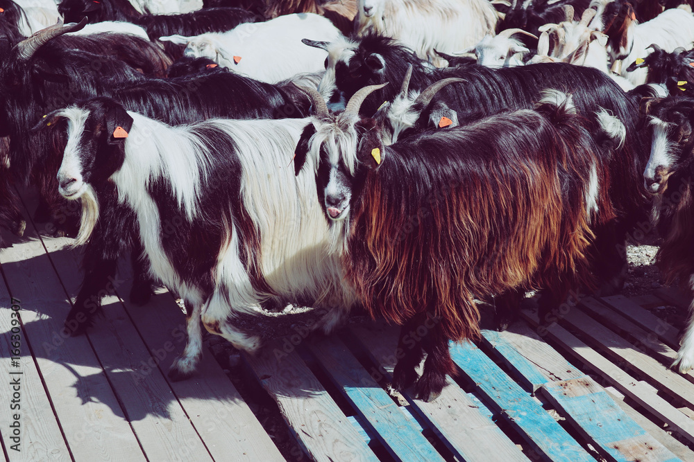 A herd of horned longhaired goats. Photo depicting a group of tree ...