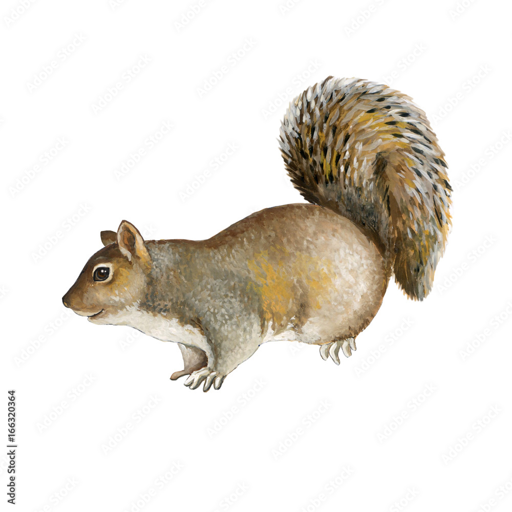 Gray Squirrel Illustration