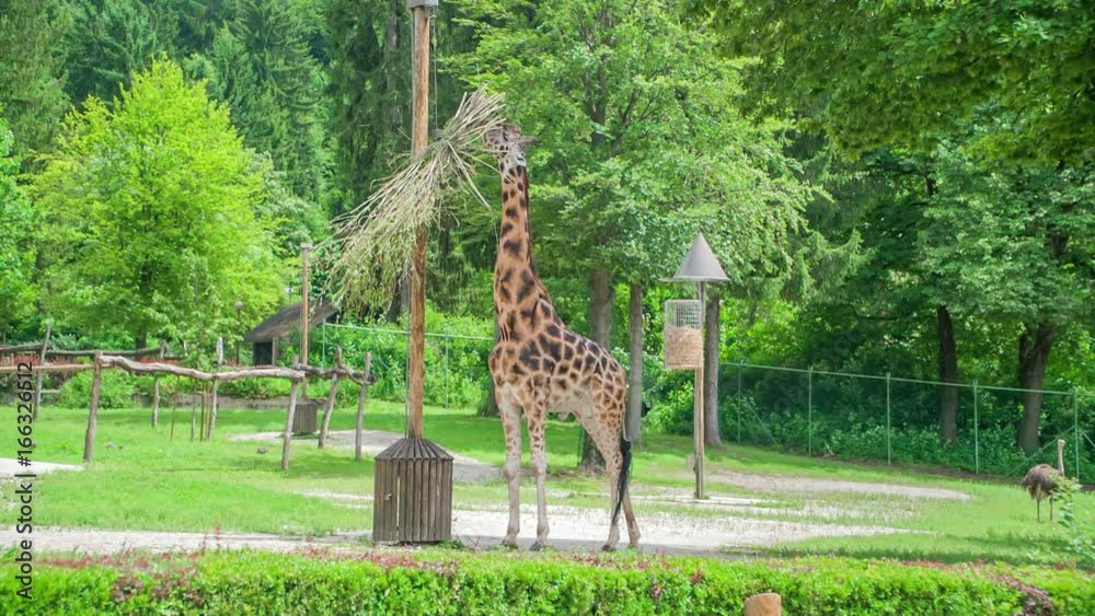 A giraffe is standing next to a wooden pole and is eating grass from it ...