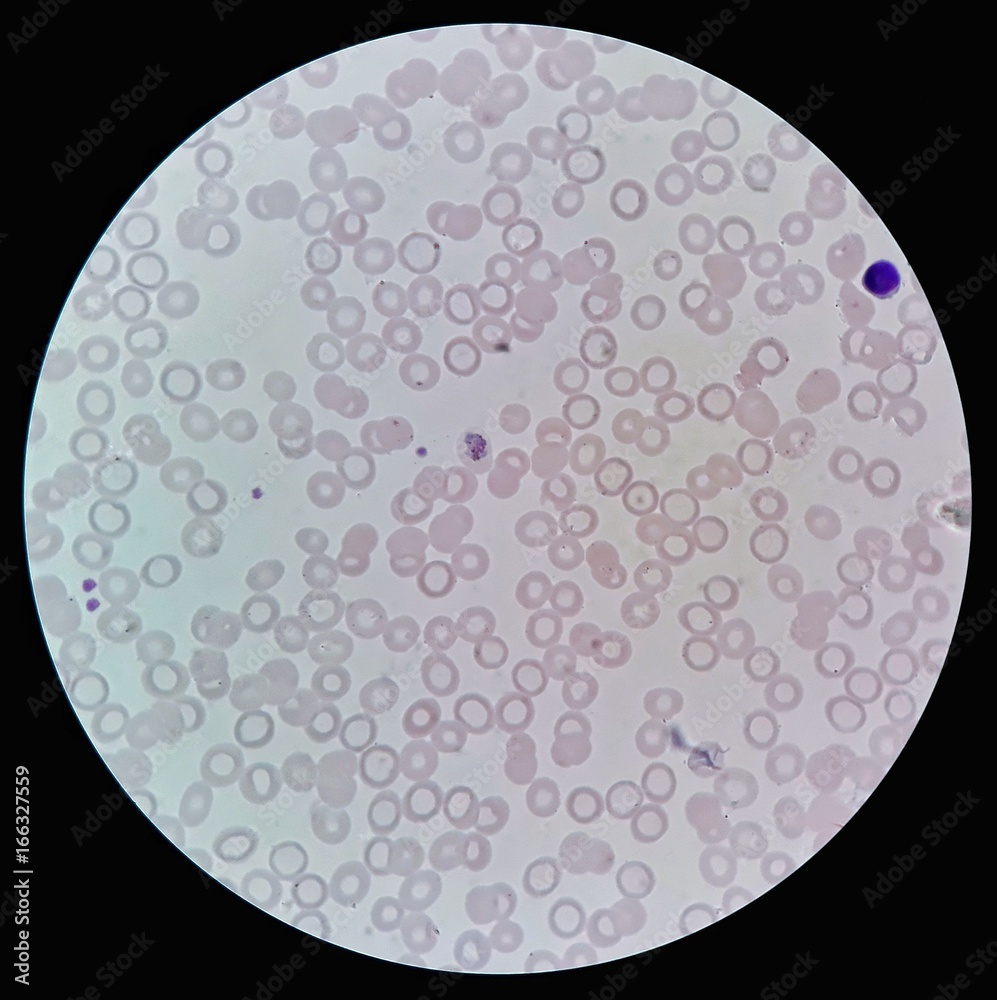 Compound Microscope Cells