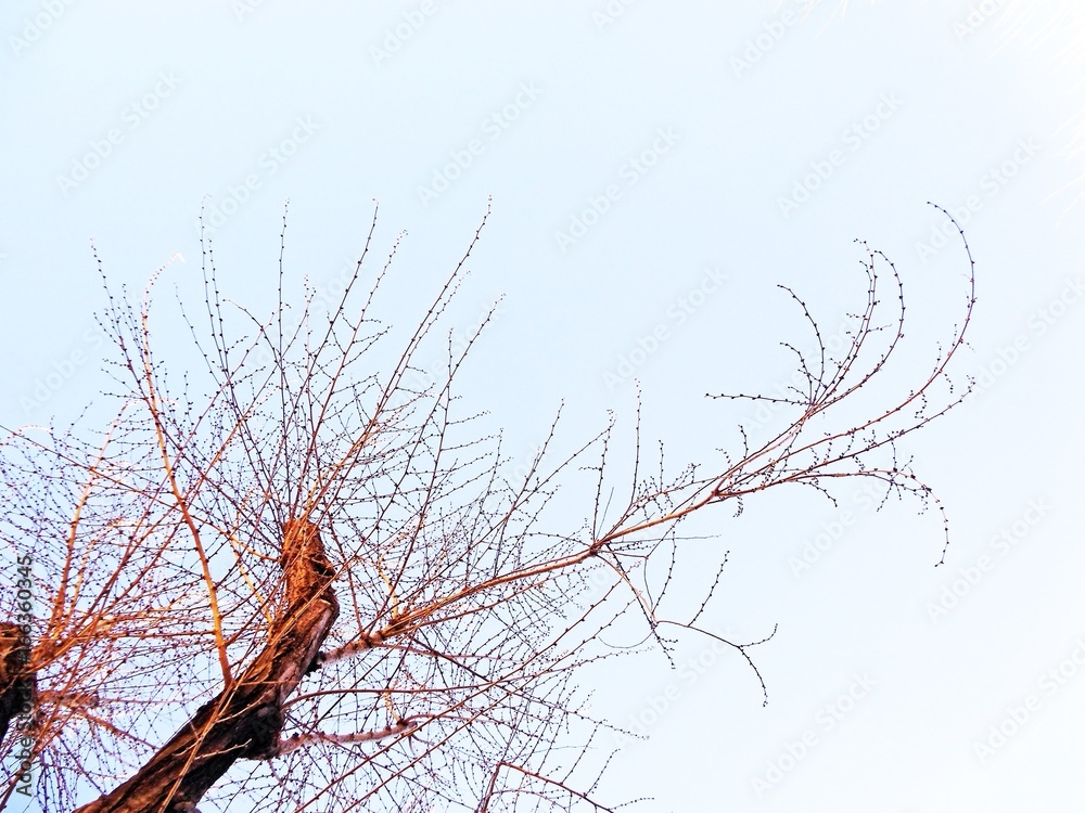 Ramas de árbol sin hojas en el jardín del parque Stock Photo | Adobe Stock