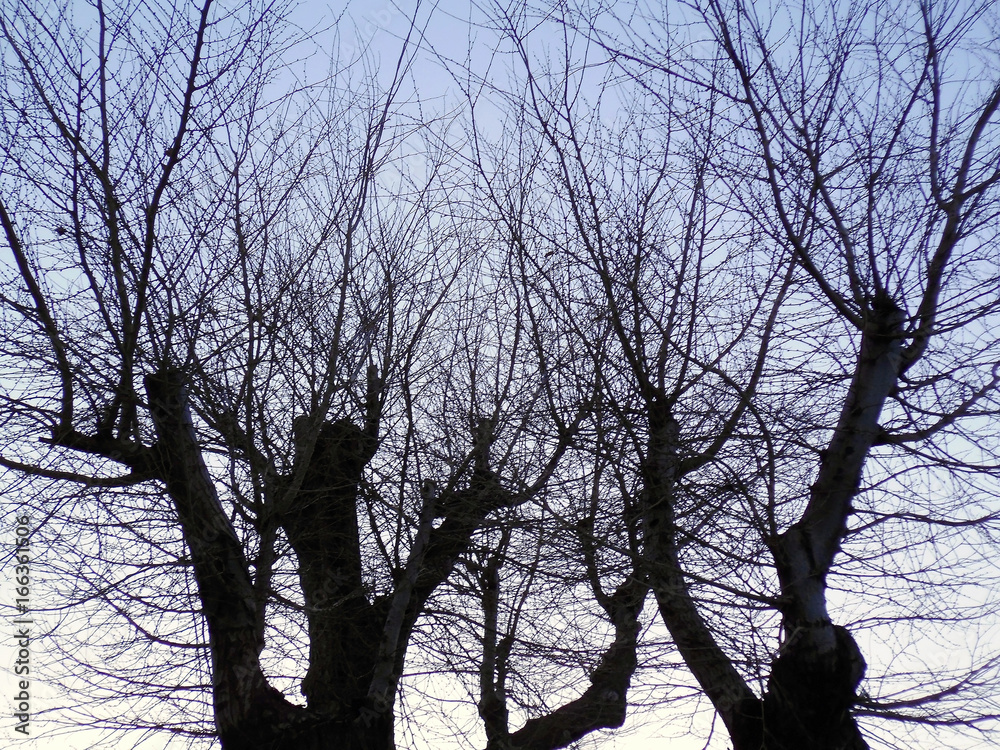 Ramas de árbol sin hojas en el jardín del parque Stock Photo | Adobe Stock