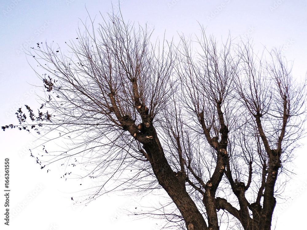 Ramas de árbol sin hojas en el jardín del parque Stock Photo | Adobe Stock