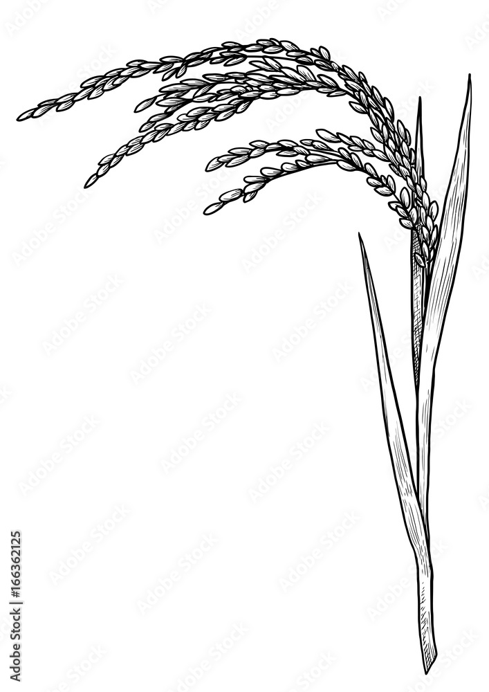Rice illustration, drawing, engraving, ink, line art, vector Stock ...