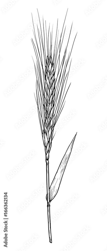 Rye illustration, drawing, engraving, ink, line art, vector Stock ...