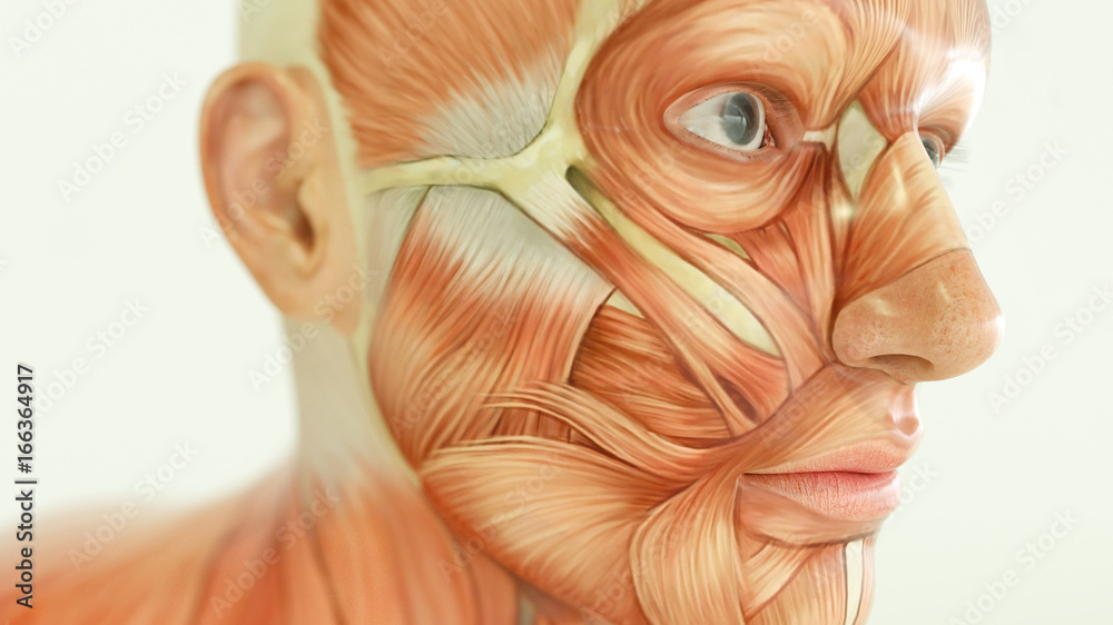 Anatomy of human body, muscles- 3D Rendering Stock Illustration | Adobe ...
