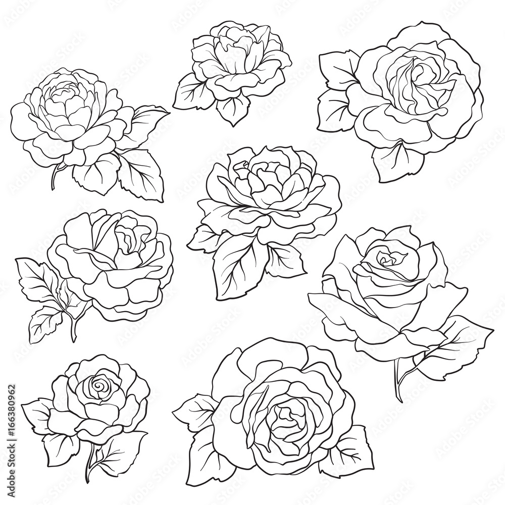 Traditional Rose Drawing Outline