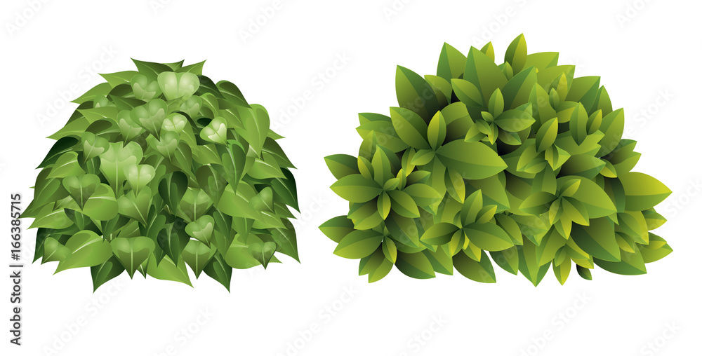 Vector illustration of garden bush with green leaves in cartoon style ...