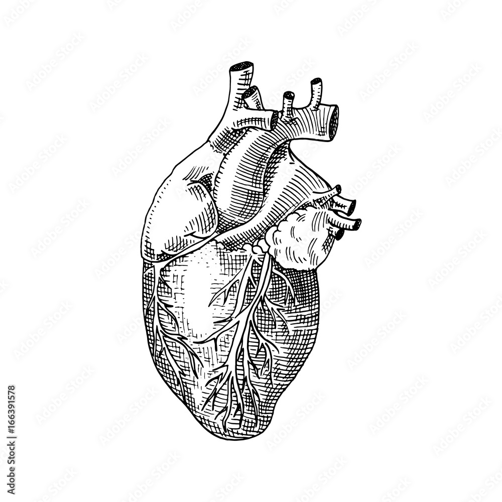 Human biology, organs anatomy illustration. engraved hand drawn in old ...