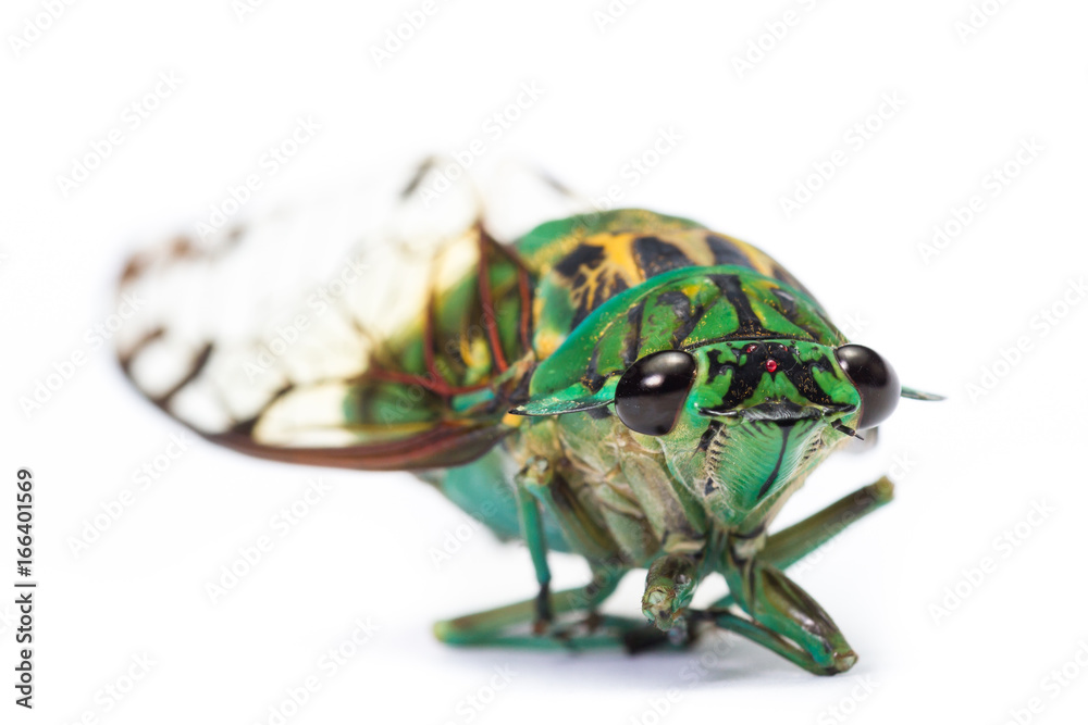 cicada - Neotibicen linnei Stock Photo | Adobe Stock