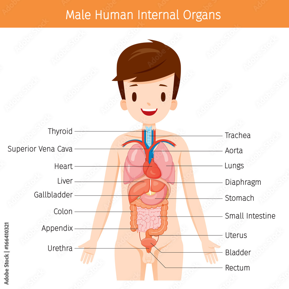Human Organs Diagram Male