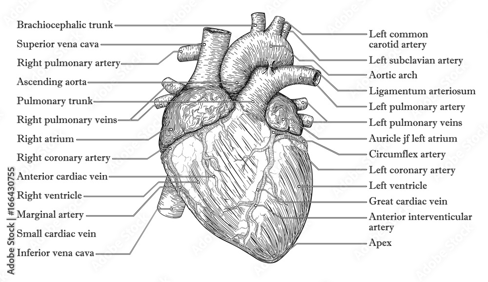 Human Heart Pencil Drawings