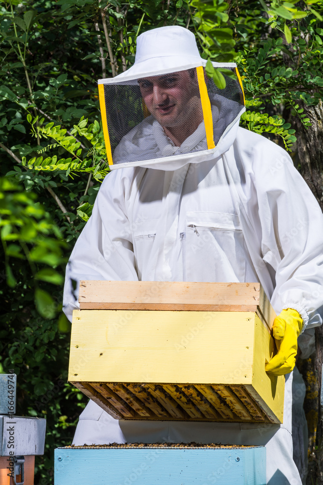 Beekeeper is working with bees and beehives on the apiary. Beekeeper on ...