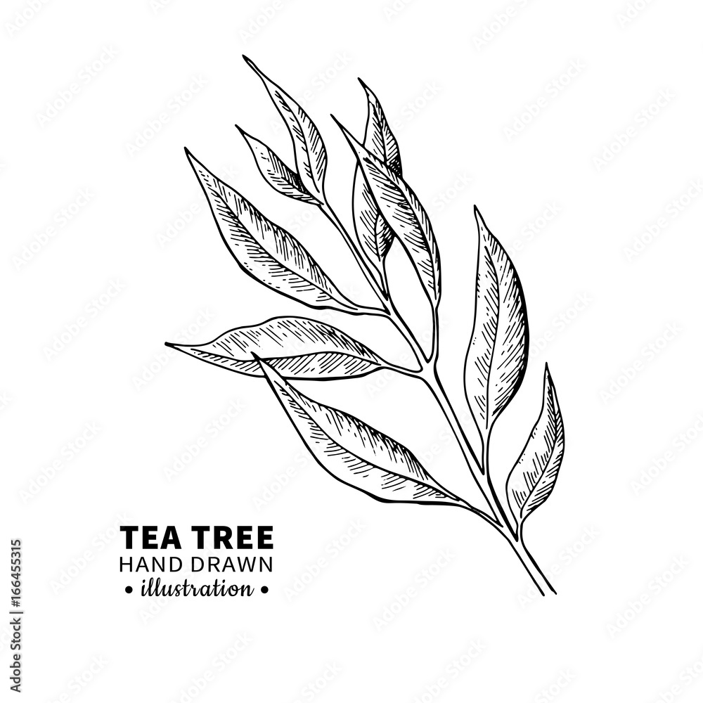 Tea tree vector drawing. Isolated vintage illustration of medical plant ...