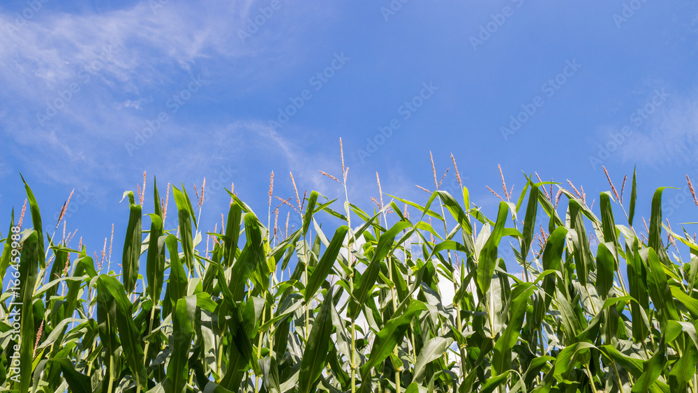 Corn Field Hd