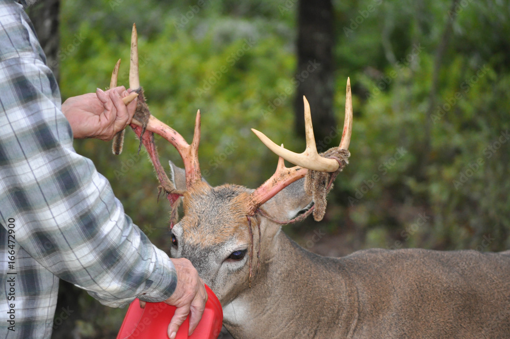Whitetail buck deer with man holding it's velvet shedding antlers in ...