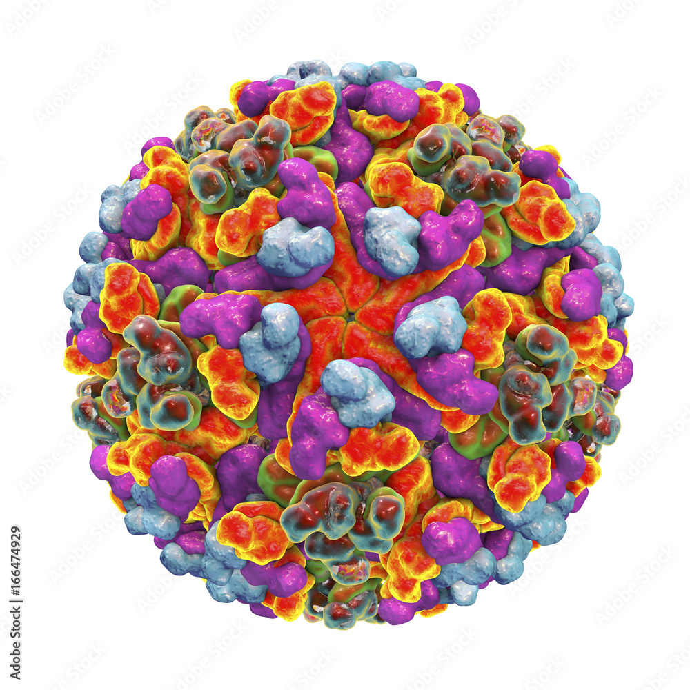 Western equine encephalitis virus, 3D illustration. An RNA Alphavirus ...