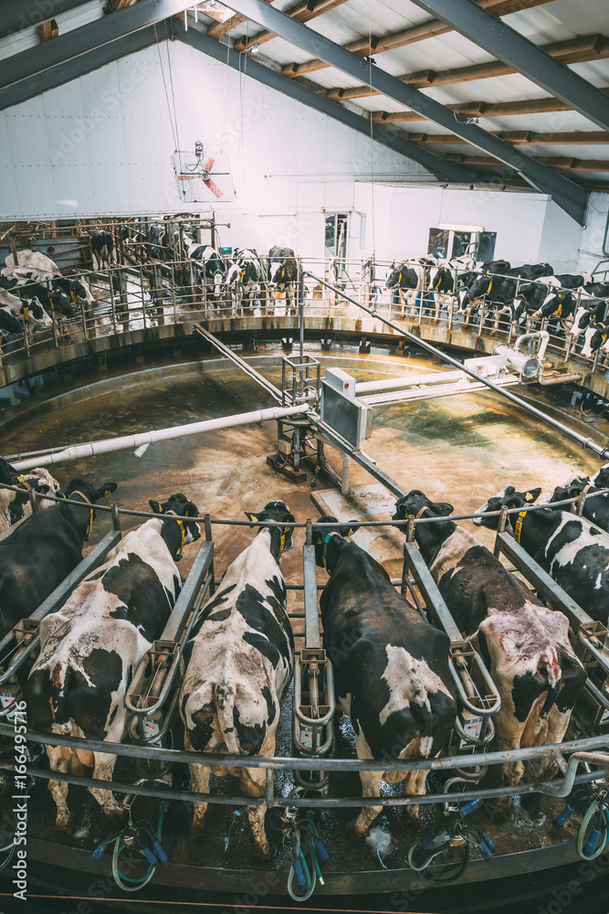 Photo & Art Print Milking cows at round rotary parlour system on dairy ...