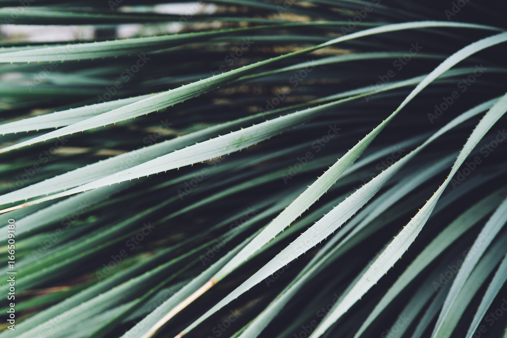 Abstract image of the strap-like leaves of a large tropical plant ...