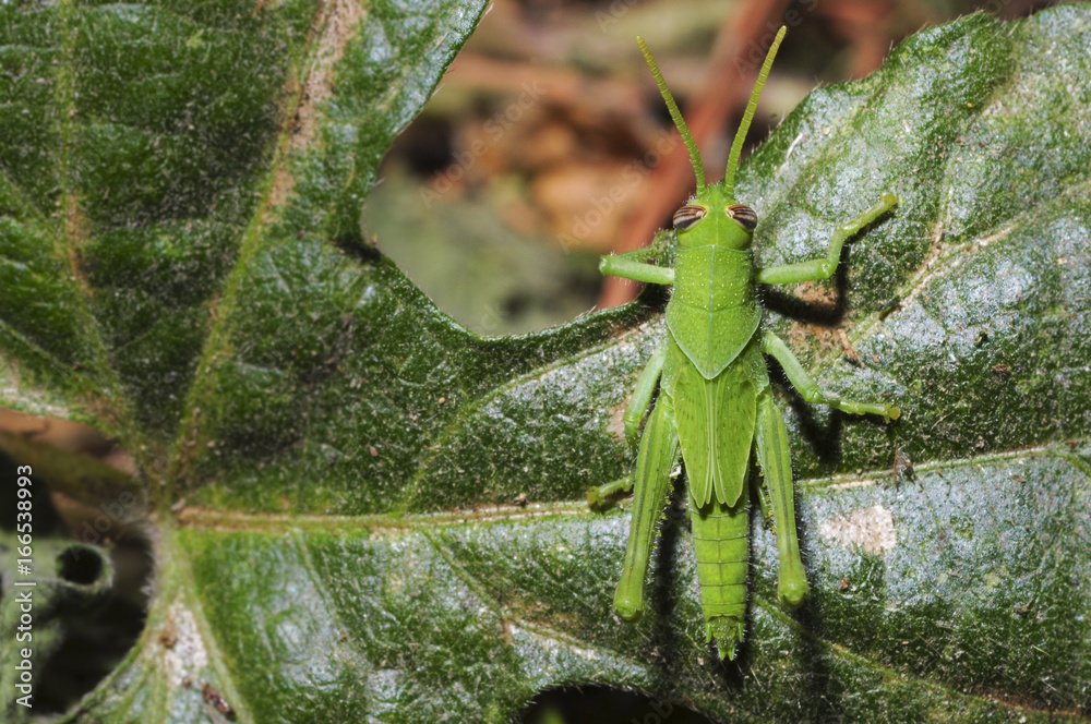 Full-body photo of grasshopper in habitat Stock Photo | Adobe Stock