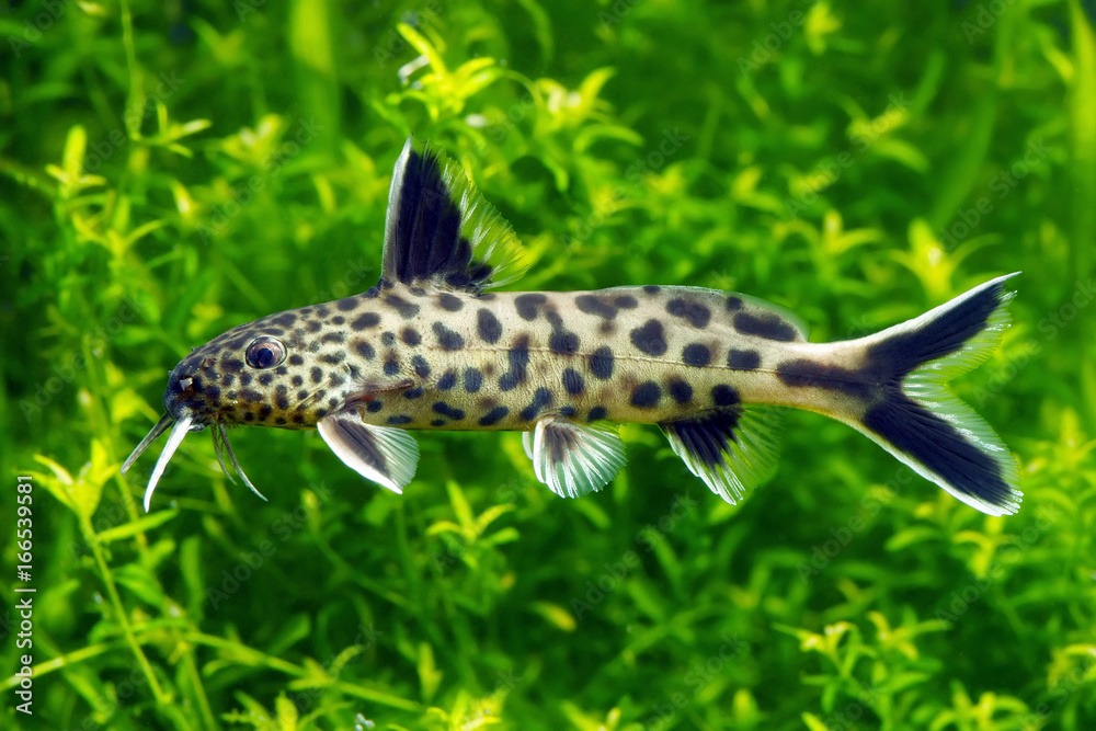 Leopard Catfish