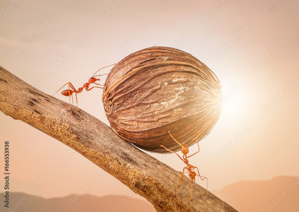 Ants carrying food together, teamwork concept Stock Photo | Adobe Stock