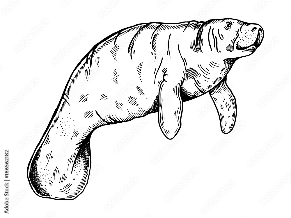 Manatee animal engraving vector illustration Stock Vector | Adobe Stock