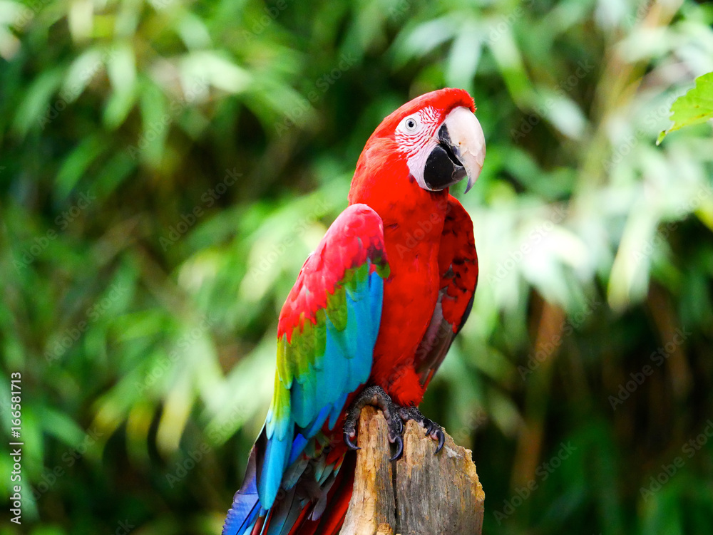 Perroquet Stock Photo | Adobe Stock