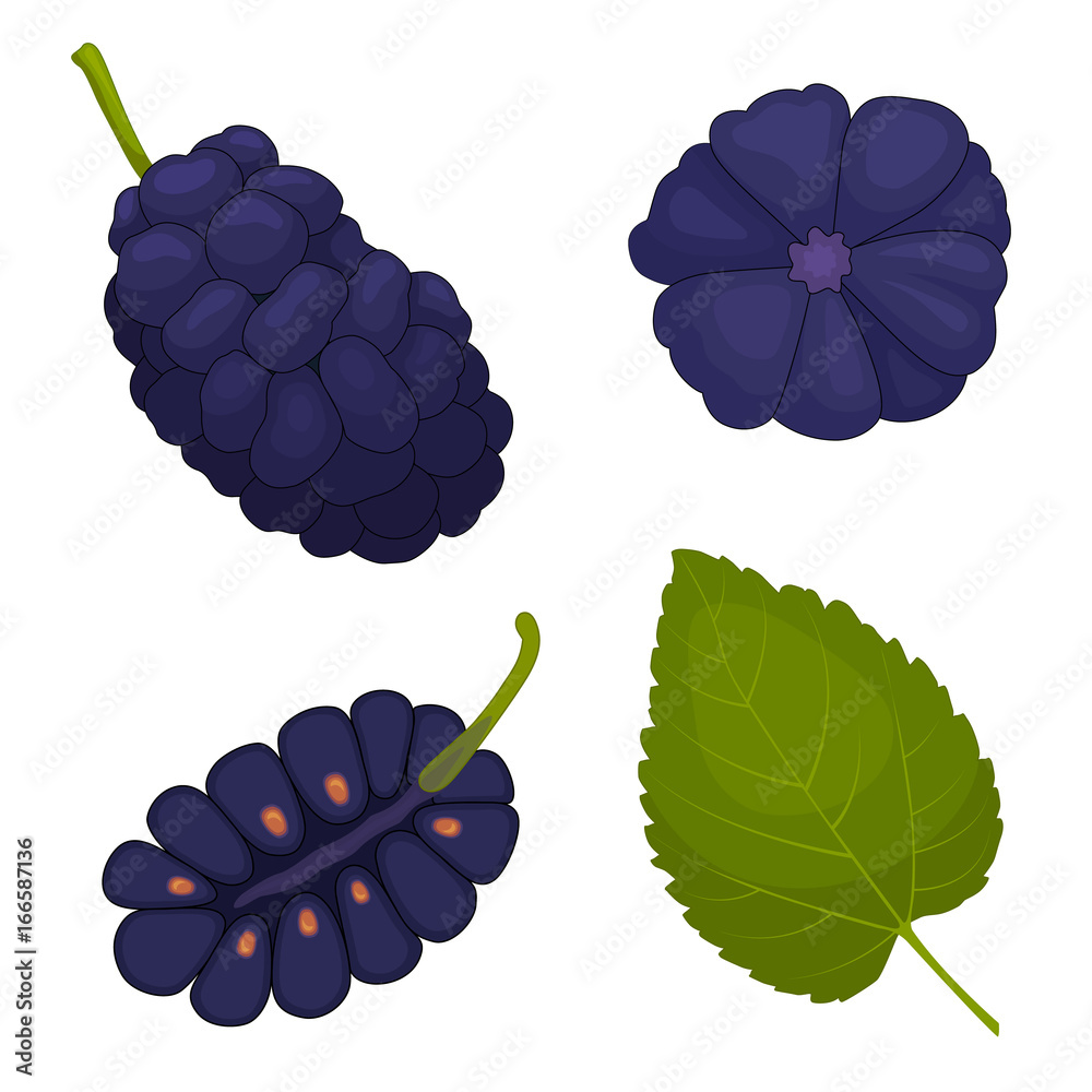 Mulberry vector. Berry mulberries in different angles. The whole, half ...