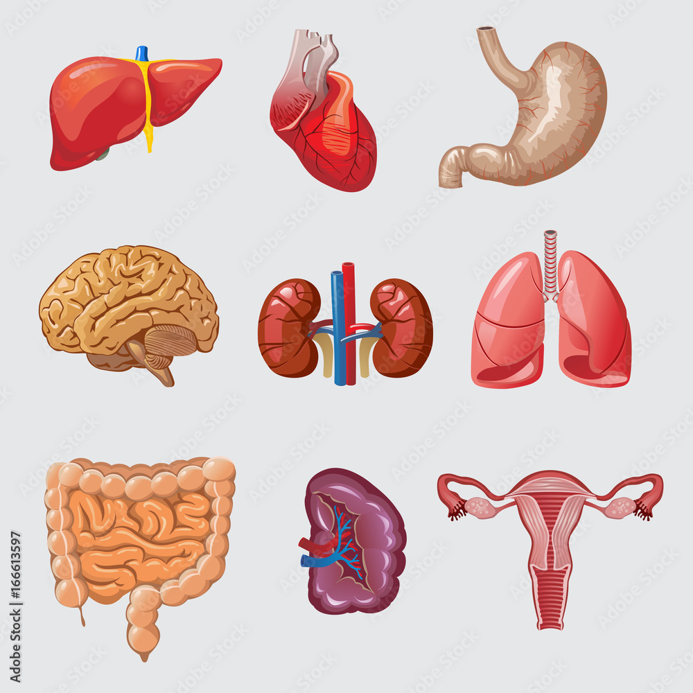 Cartoon Human Organs Set Stock Vector | Adobe Stock