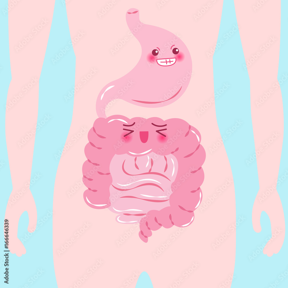 cartoon intestine and stomach Stock Vector | Adobe Stock