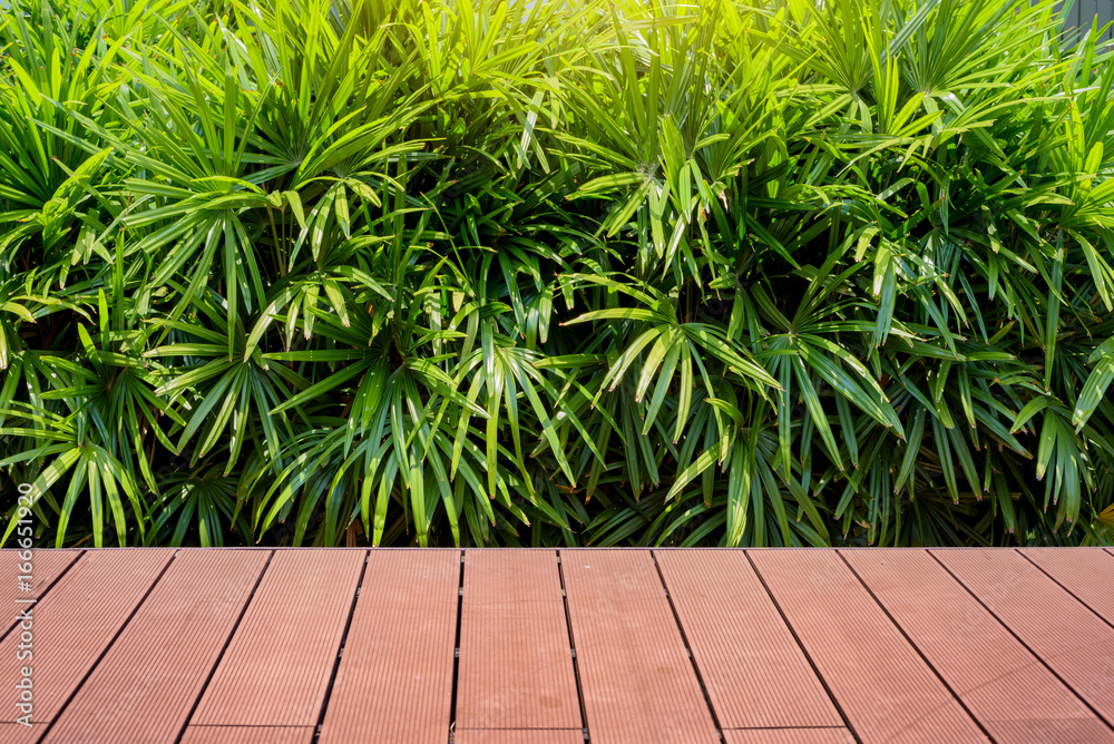 Relax corner outdoor with lady palm tree, Rhapis excelsa Stock Photo ...