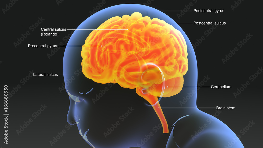 Poster Stages of brain – Wall Art | UkPosters