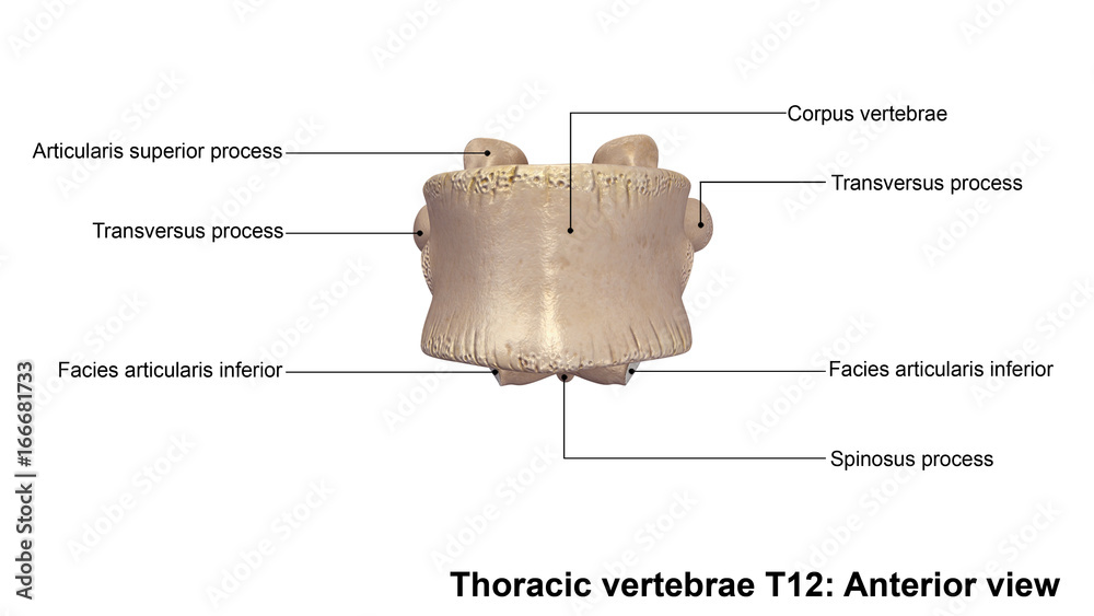 Thoracic vertebrae T12_Anterior view Stock Photo | Adobe Stock