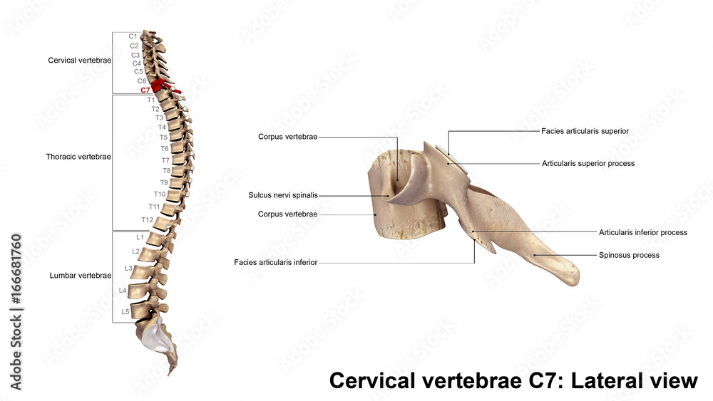 Cervical vertebrae C7_Lateral view Stock Illustration | Adobe Stock