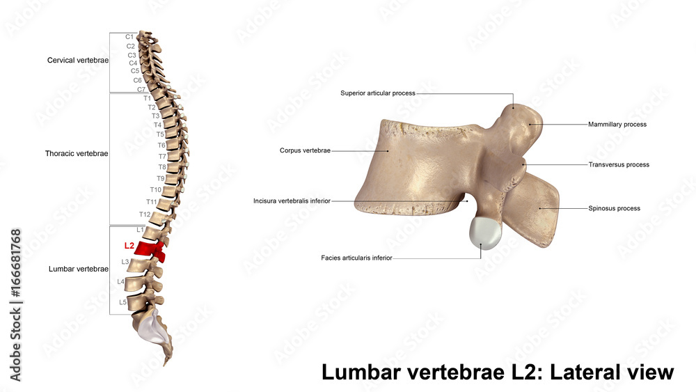 Lumbar Vertebrae Lateral View