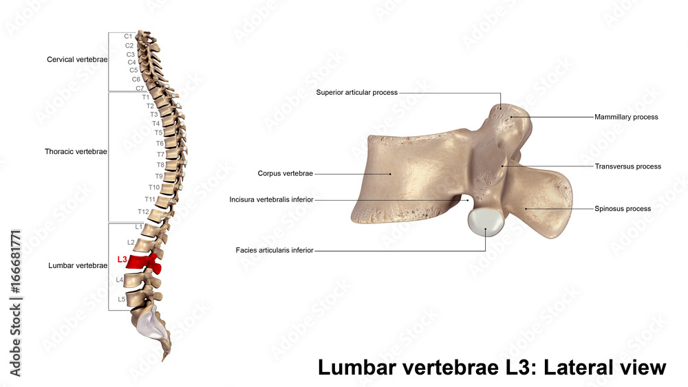 Lumbar vertebrae L3_Lateral view Stock Photo | Adobe Stock