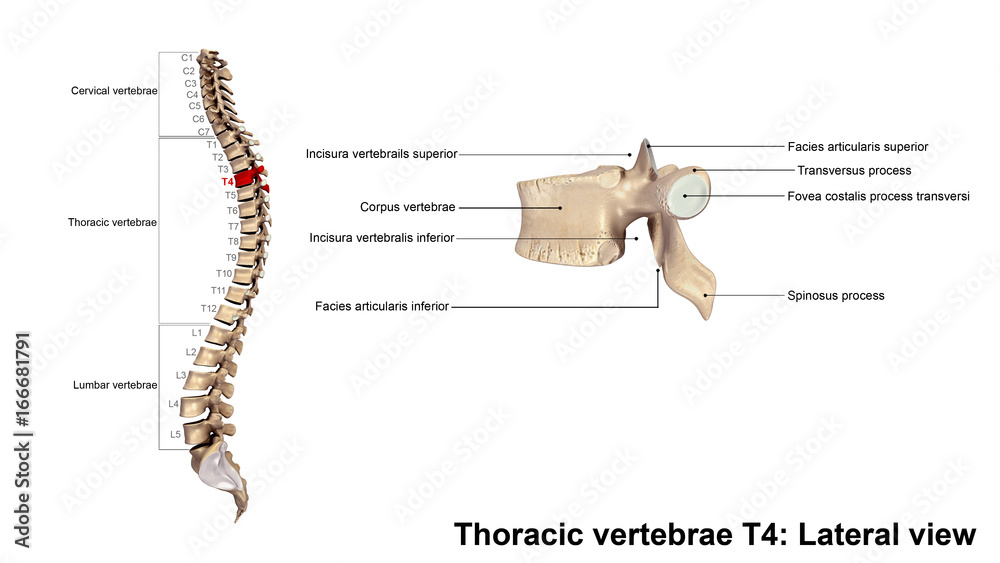 Thoracic vertebrae T4_Lateral view Stock Photo | Adobe Stock