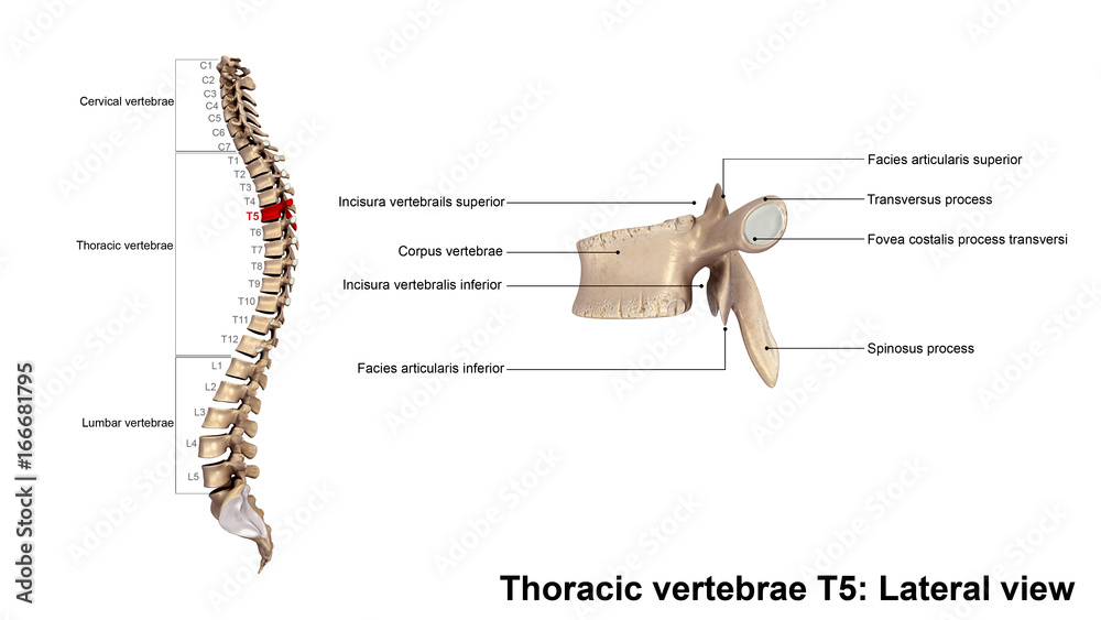 Thoracic Vertebra Lateral View